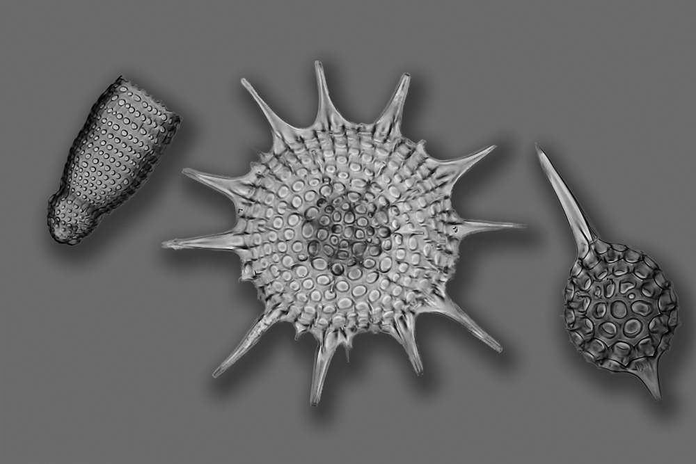 Radiolarien aus Barbados - Mikrofotografie und Makrofotografie