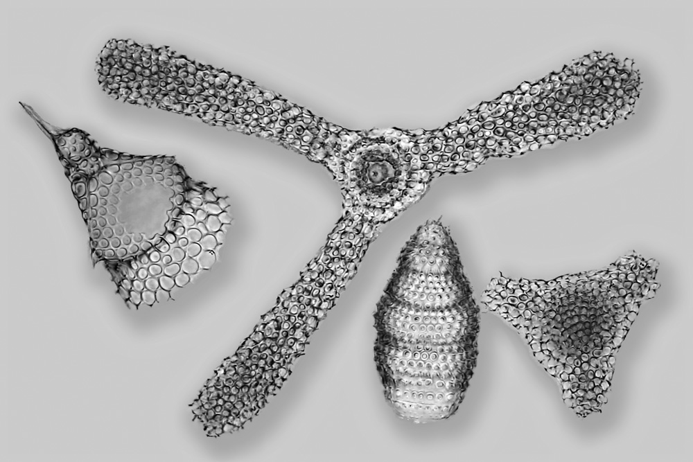 Radiolarien aus Barbados - Mikrofotografie und Makrofotografie